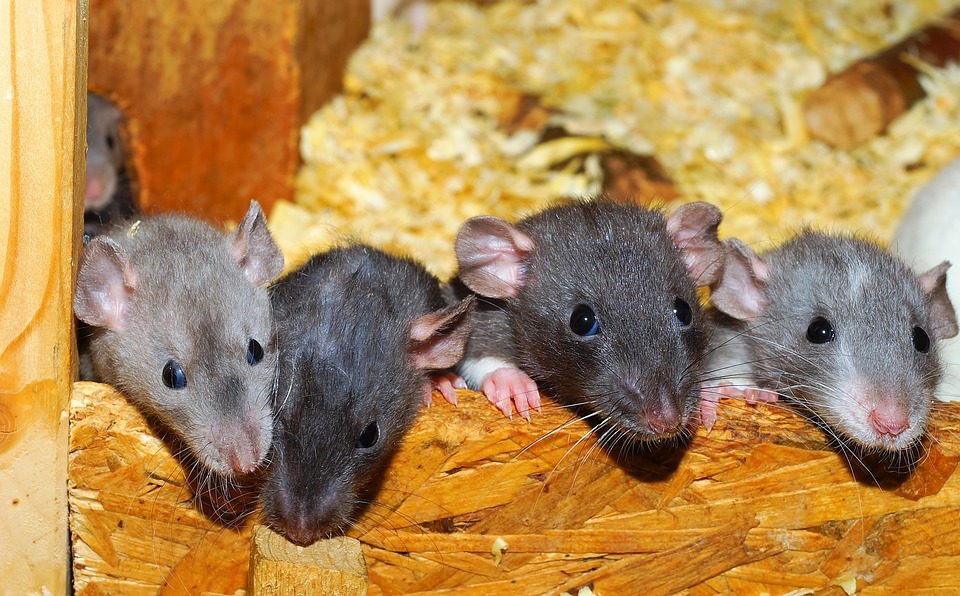 Ratas De Color Animales - Foto gratis en Pixabay - Pixabay