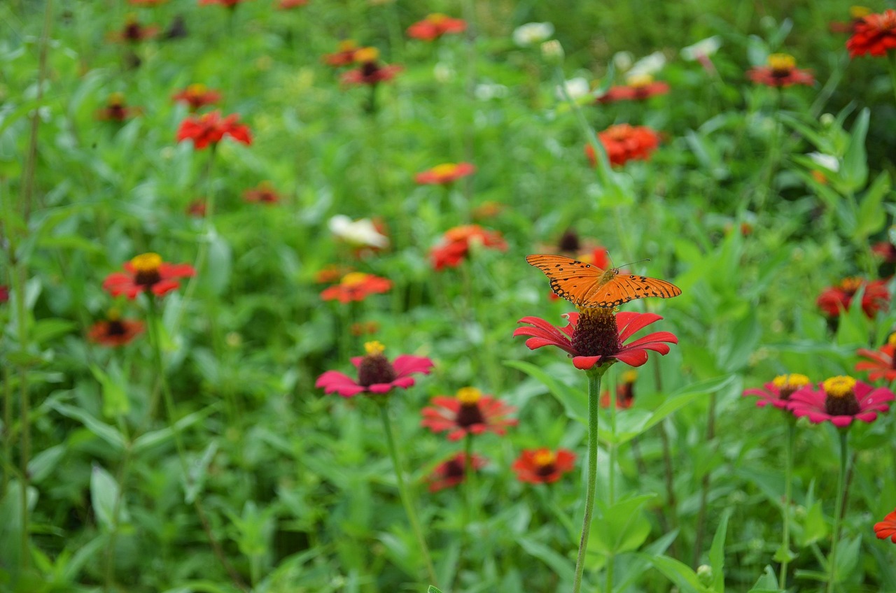 Flores Natureza Jardim - Foto gratuita no Pixabay - Pixabay
