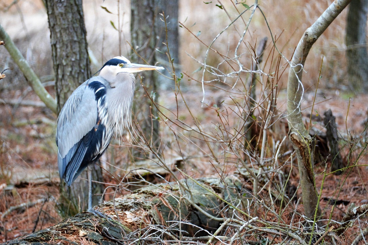 Heron Wildlife - Free photo on Pixabay - Pixabay
