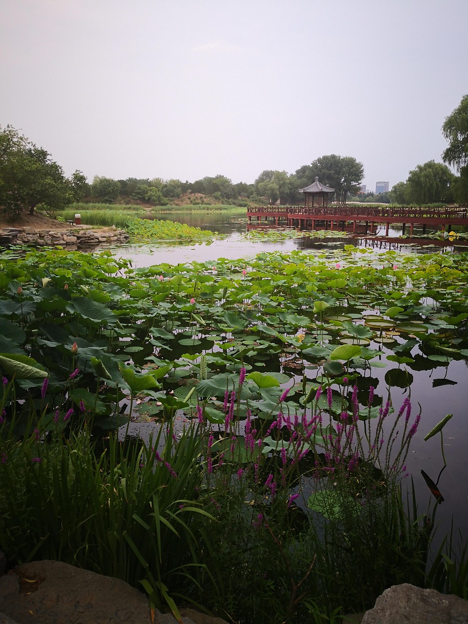 Feuille De Lotus Pont Eau L'Eau Du - Photo gratuite sur Pixabay - Pixabay