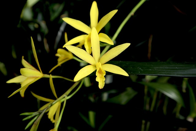 Orchidée Jaune Exotique - Photo gratuite sur Pixabay - Pixabay