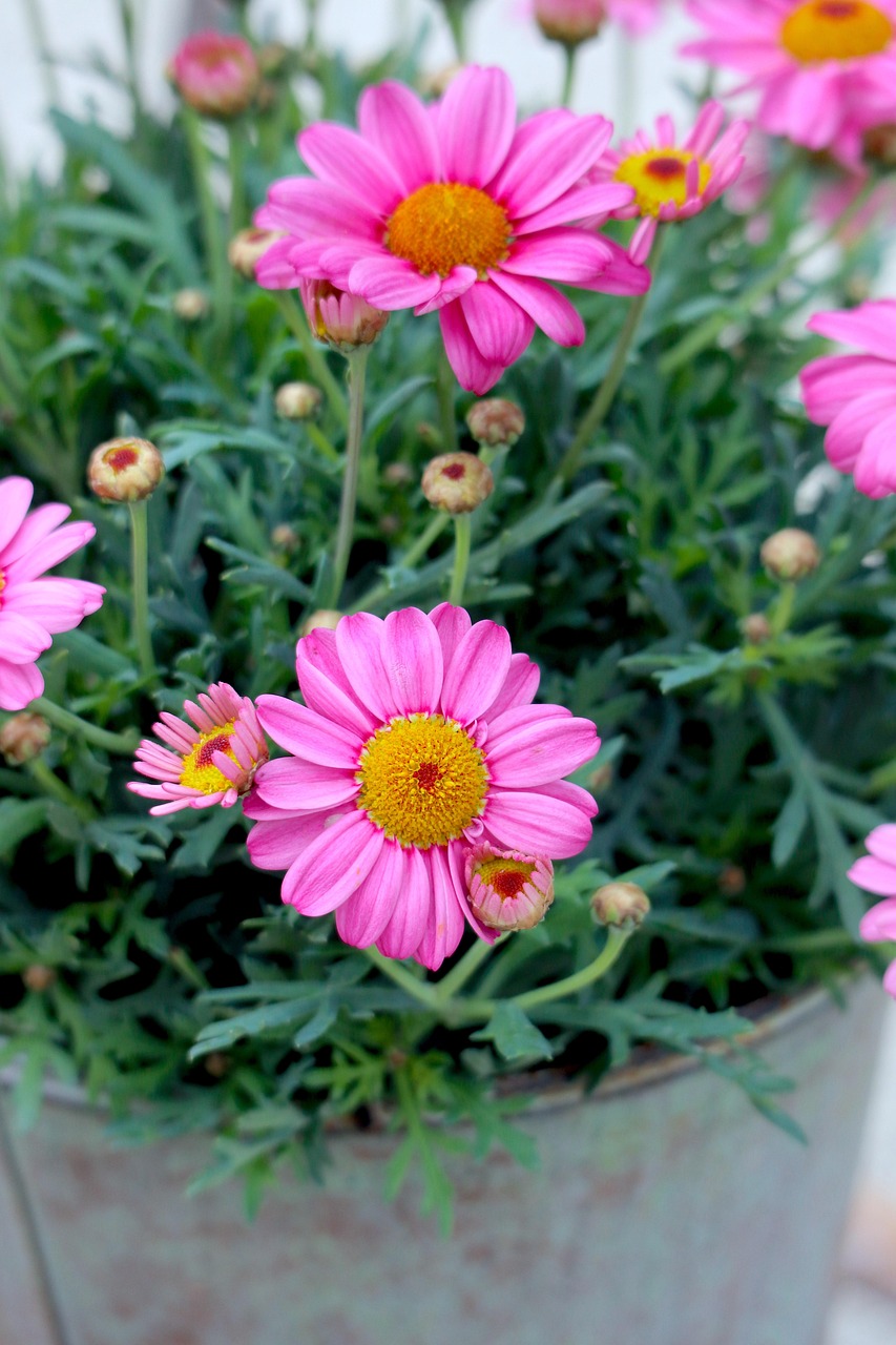 Margeriten Blüten Rosa - Kostenloses Foto auf Pixabay