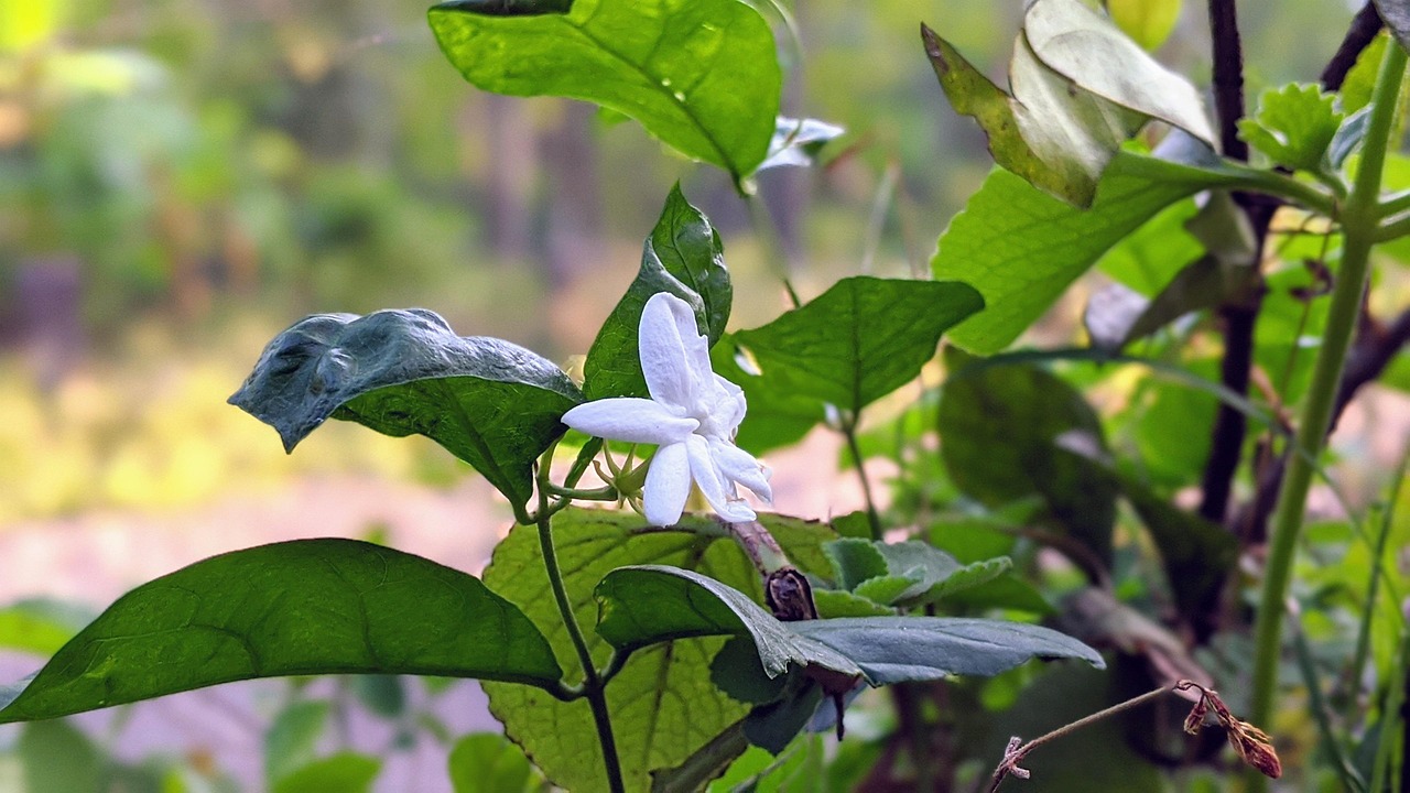 Blume Jasmin Weiß - Kostenloses Foto auf Pixabay - Pixabay