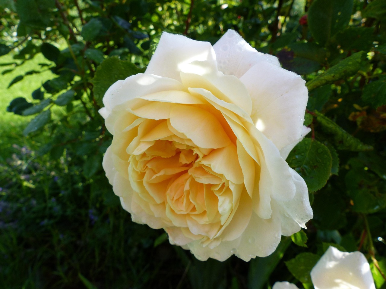 Rose Jardim Junho - Foto gratuita no Pixabay - Pixabay