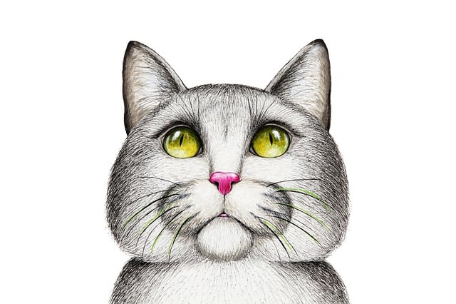 Plus de 30 000 images de Chat Humour et de Chat - Pixabay