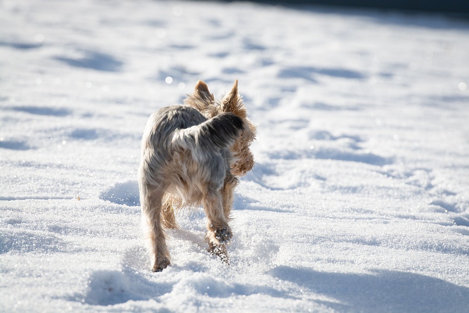 Can Dogs Take Move Free