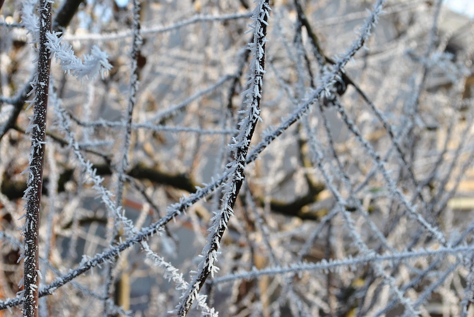 Nature Frost Branch - Free photo on Pixabay - Pixabay