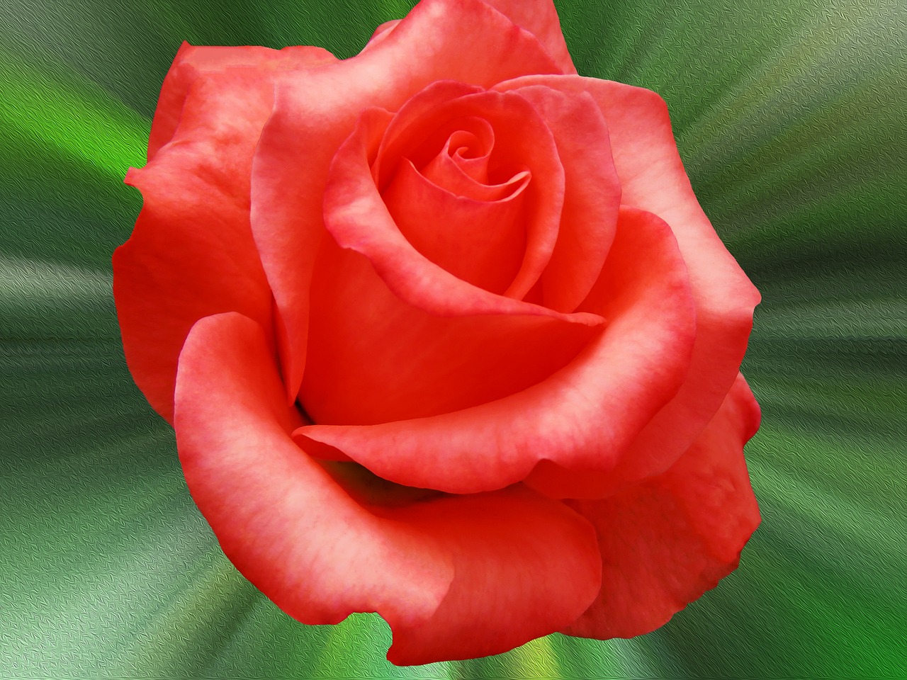 Rose Amour - Photo gratuite sur Pixabay - Pixabay