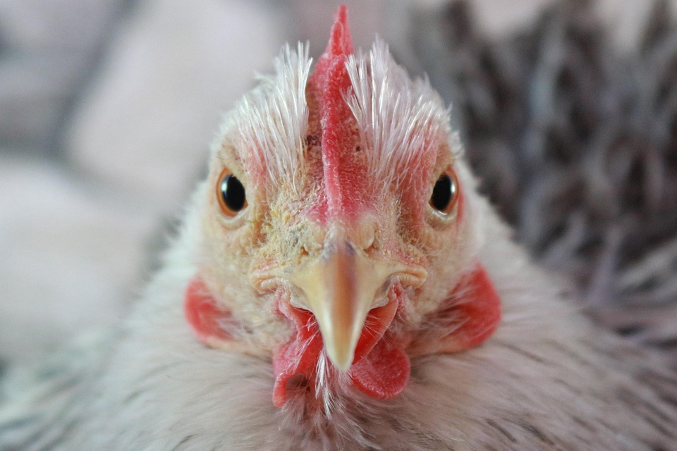 Ayam Burung Induk - Foto gratis di Pixabay