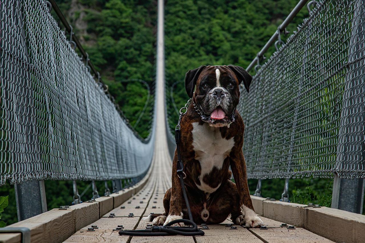 Pedestrian Bridge Gaierlay Dog - Free photo on Pixabay - Pixabay