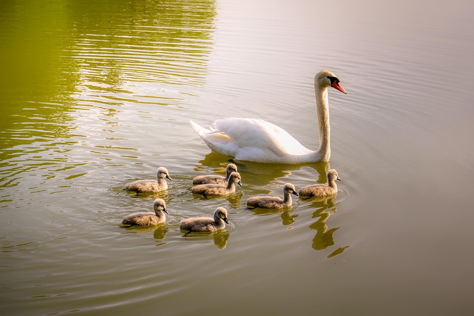 Swan Family Chick - Free photo on Pixabay - Pixabay
