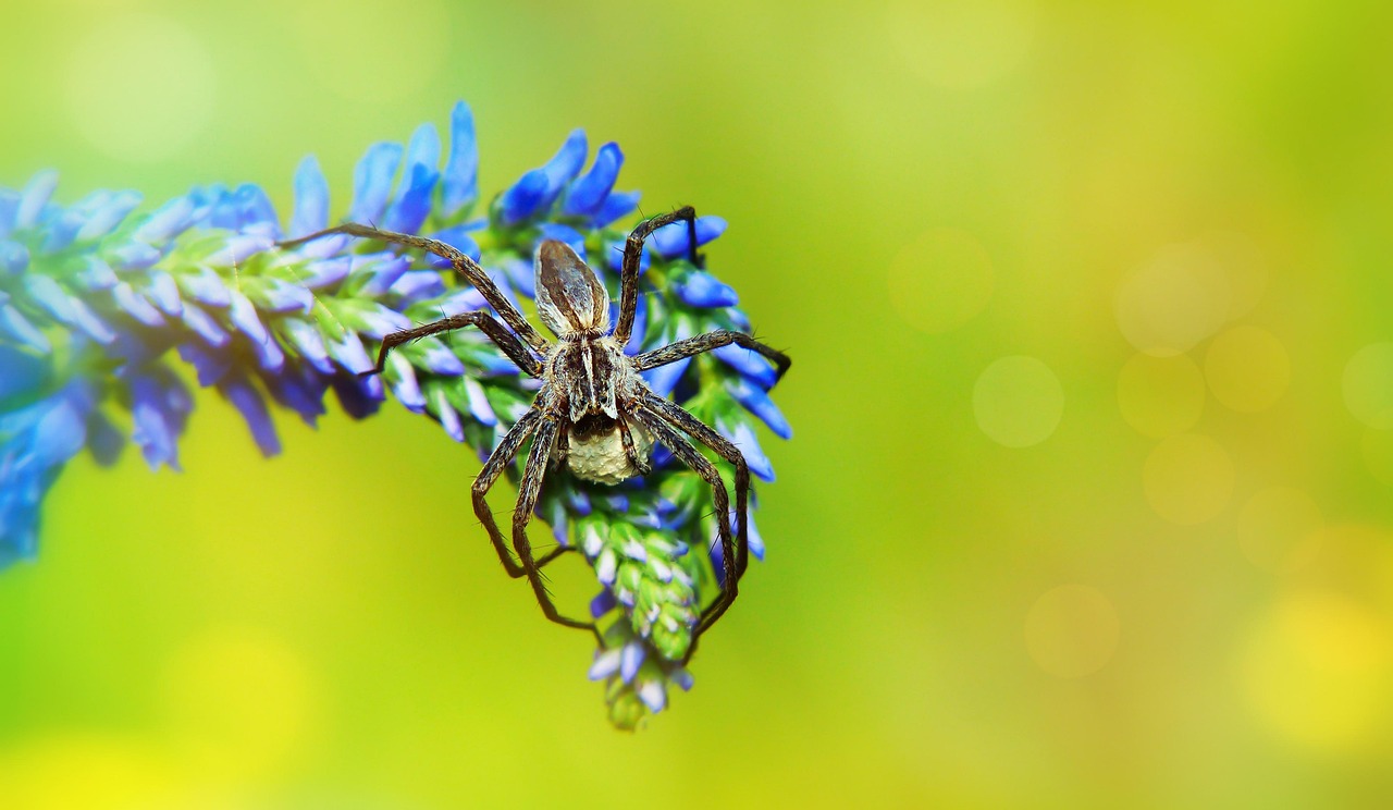 Darownik Wonderful Cocoon Spider - Free photo on Pixabay