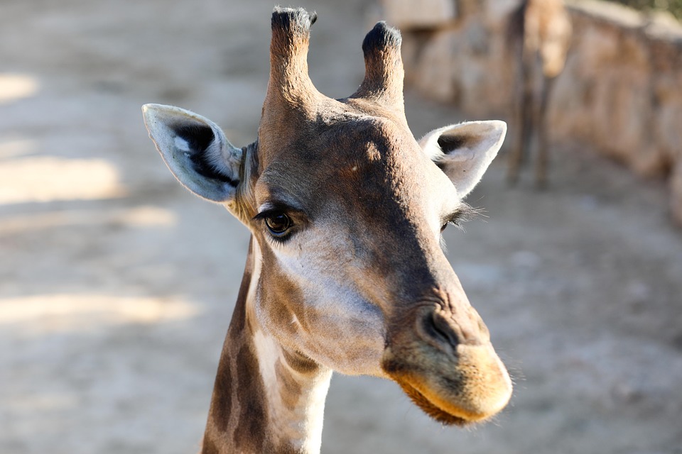 Giraffe Wildlife Nature - Free photo on Pixabay - Pixabay