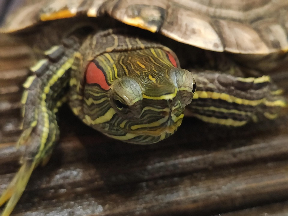 Tortuga Rostro Rojo - Foto gratis en Pixabay - Pixabay
