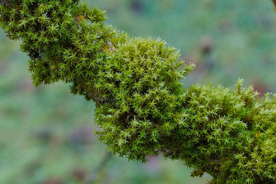 Branch Tree Moss - Free photo on Pixabay