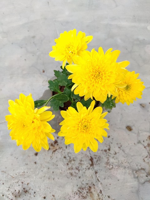 Fleurs Jaunes Plantes - Photo gratuite sur Pixabay