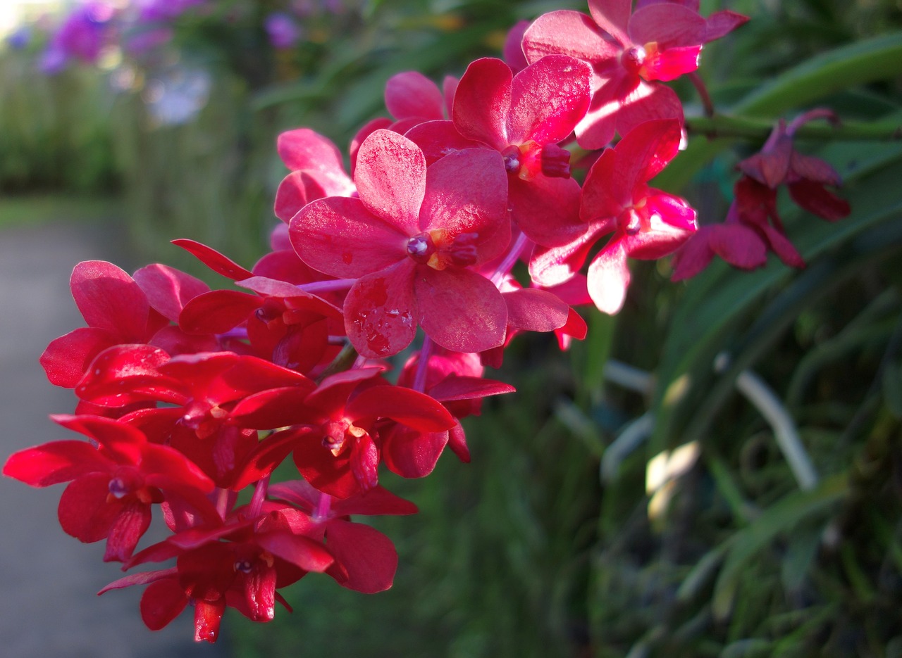 Orchid Orchidea Red - Free photo on Pixabay - Pixabay
