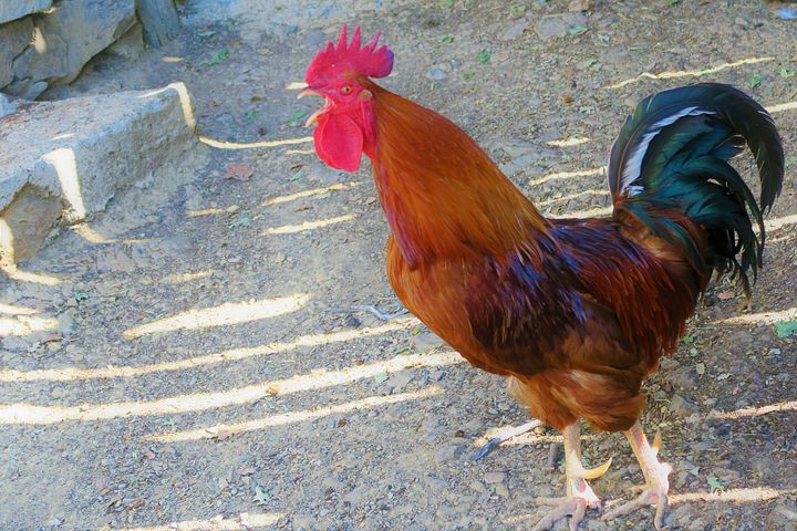 300+ Free Cockerel & Rooster Images - Pixabay