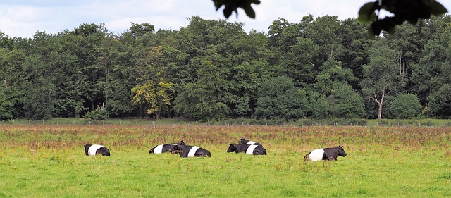 Nature Pasture Grass - Free photo on Pixabay