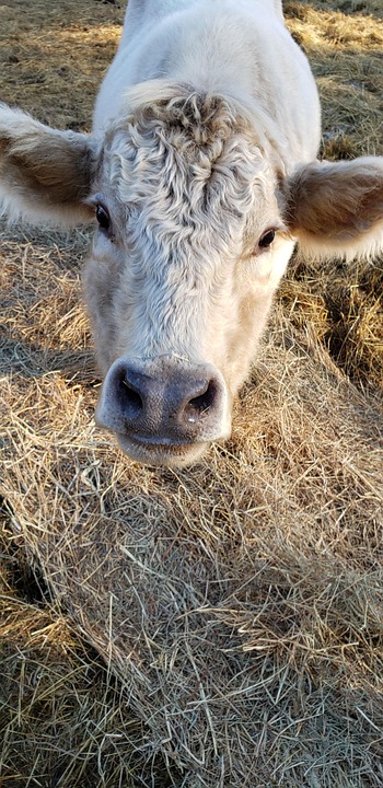 Calf White Cow - Free photo on Pixabay
