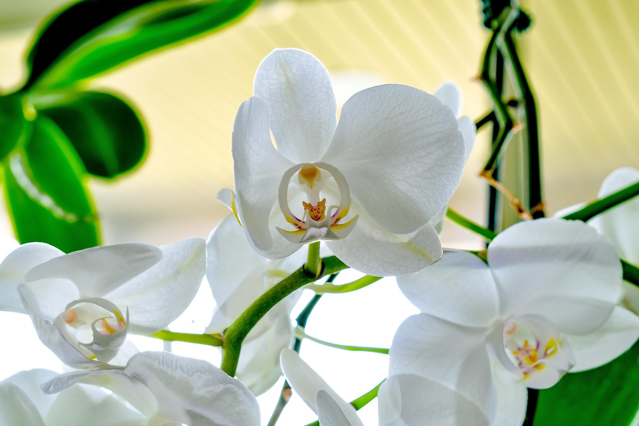 Orchidée Fleur Bloom - Photo gratuite sur Pixabay - Pixabay
