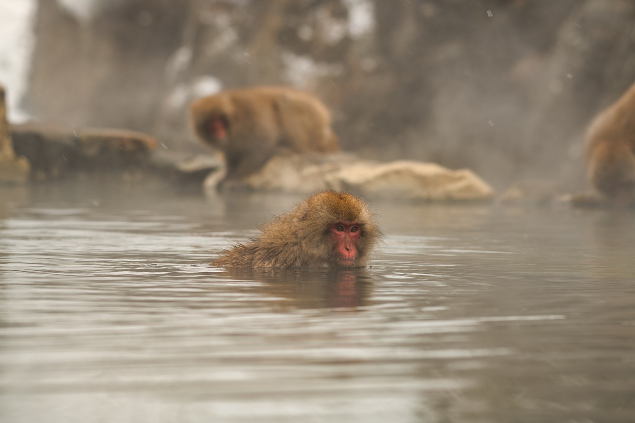 Animal Asia Bathing - Free photo on Pixabay - Pixabay