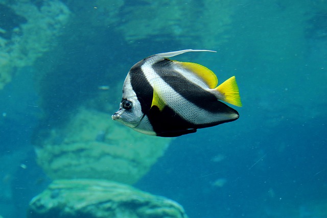 Fische Tropisch Unterwasser - Kostenloses Foto auf Pixabay - Pixabay