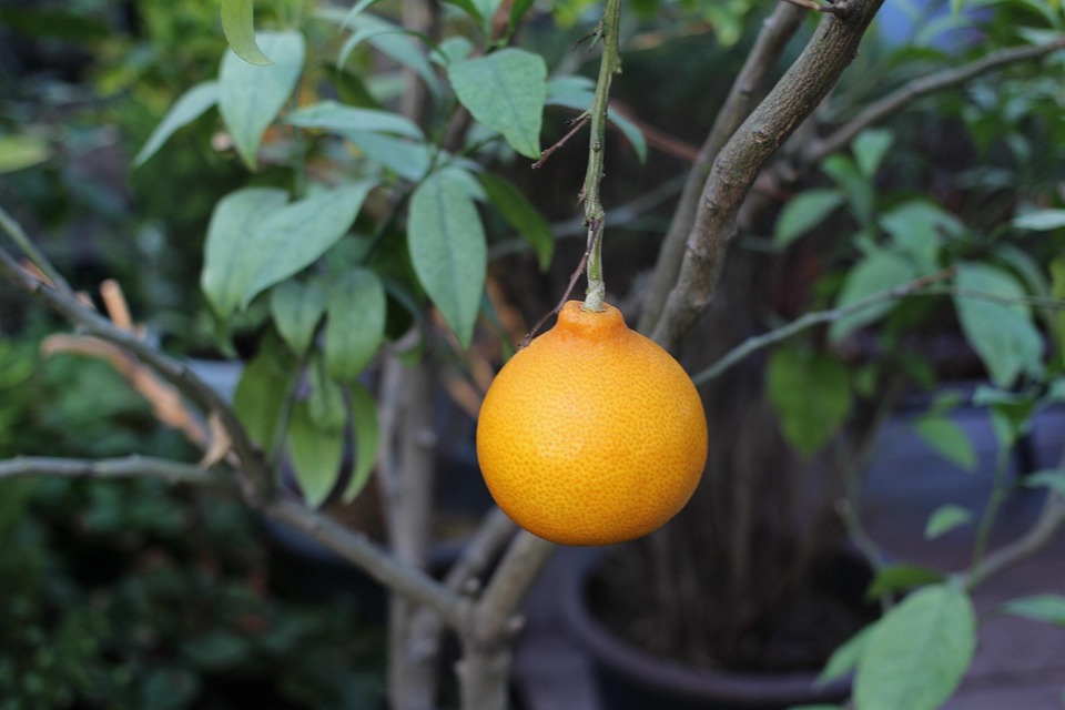 Tangerine On Branch Korean - Free photo on Pixabay - Pixabay