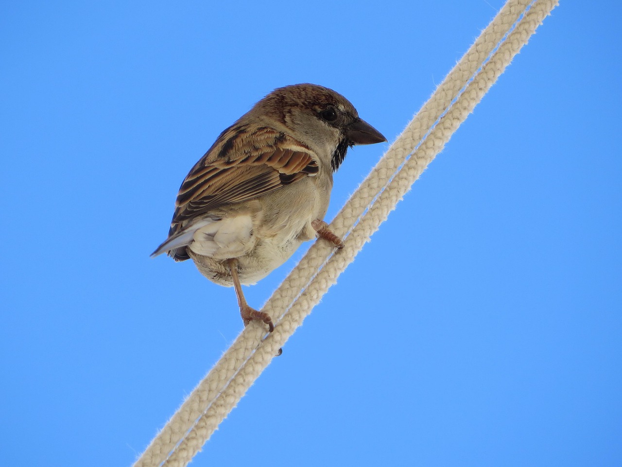 6+ Free Single Sparrow & Sparrow Images - Pixabay