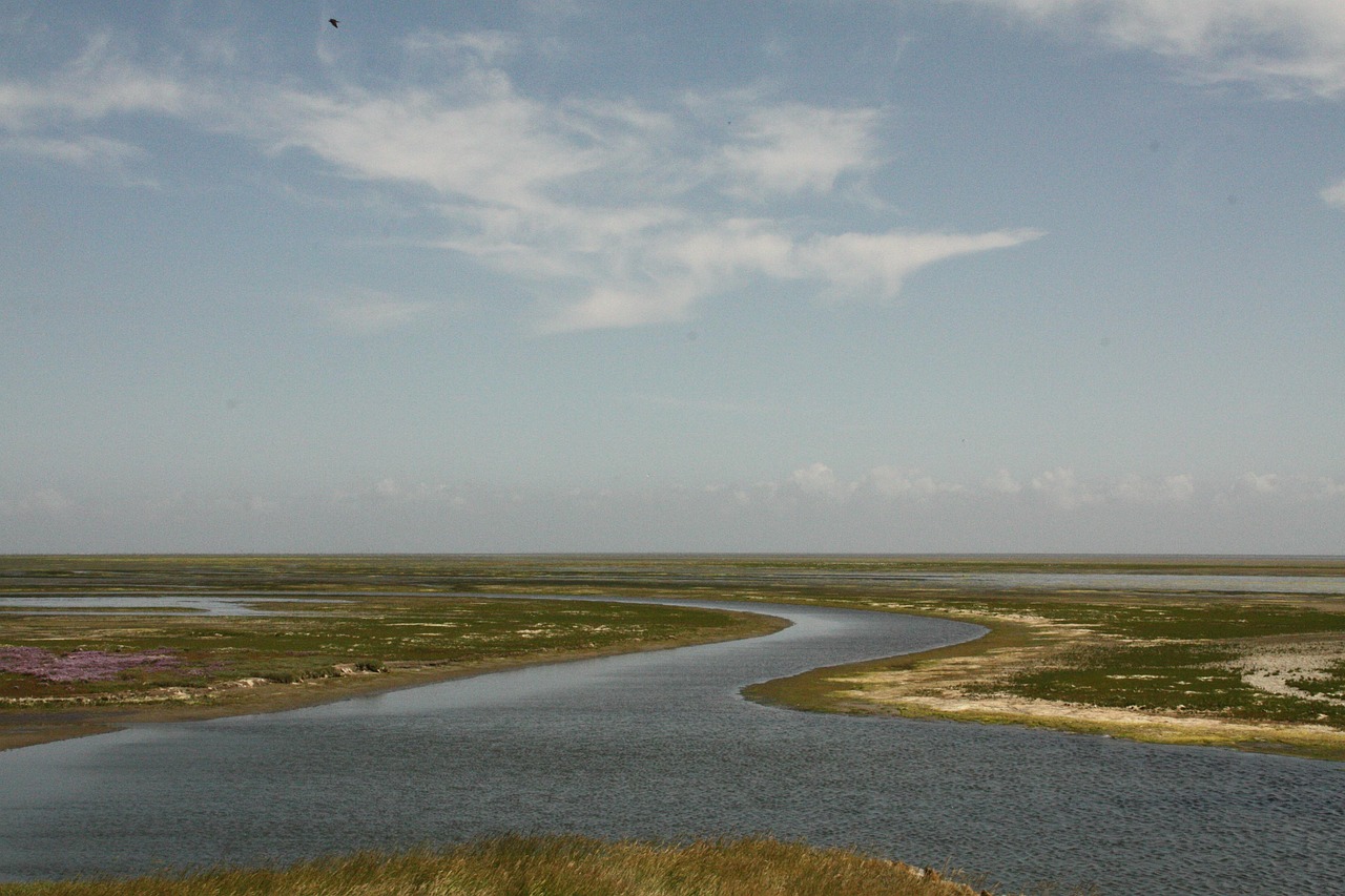 Netherlands Texel Swamp - Free photo on Pixabay - Pixabay