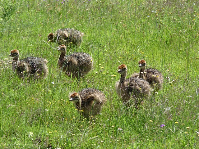 Strauss Ostrich Bird Bouquet - Free photo on Pixabay