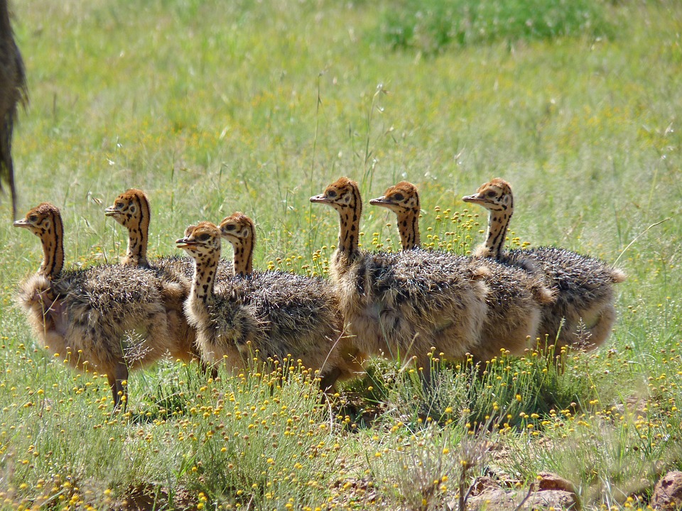 Strauss Ostrich Voglestrauss - Free photo on Pixabay