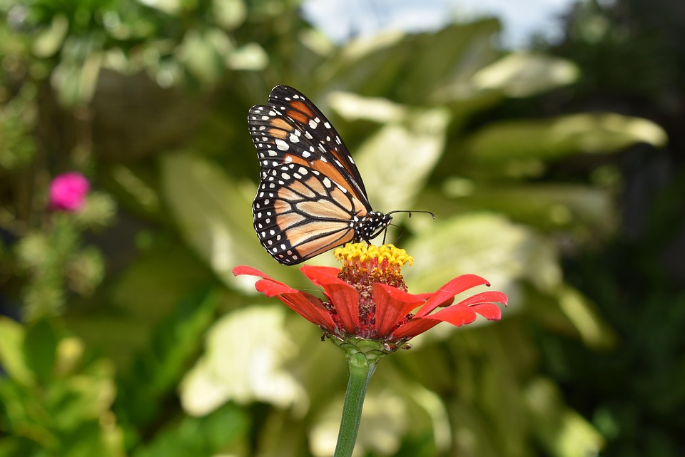 Papillon Nature Jardin - Photo gratuite sur Pixabay - Pixabay