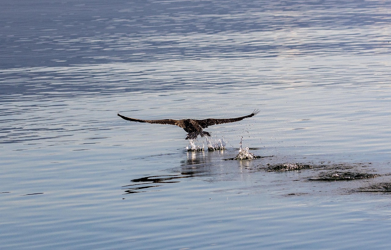 Aves Vuelos Naturaleza Fauna - Foto gratis en Pixabay - Pixabay