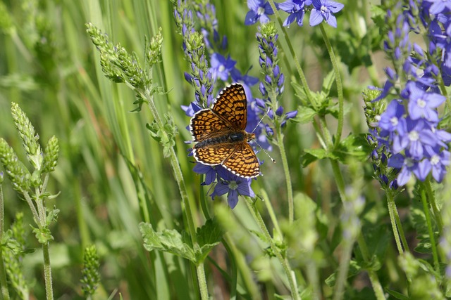 Papillon Prairie La Nature - Photo gratuite sur Pixabay - Pixabay