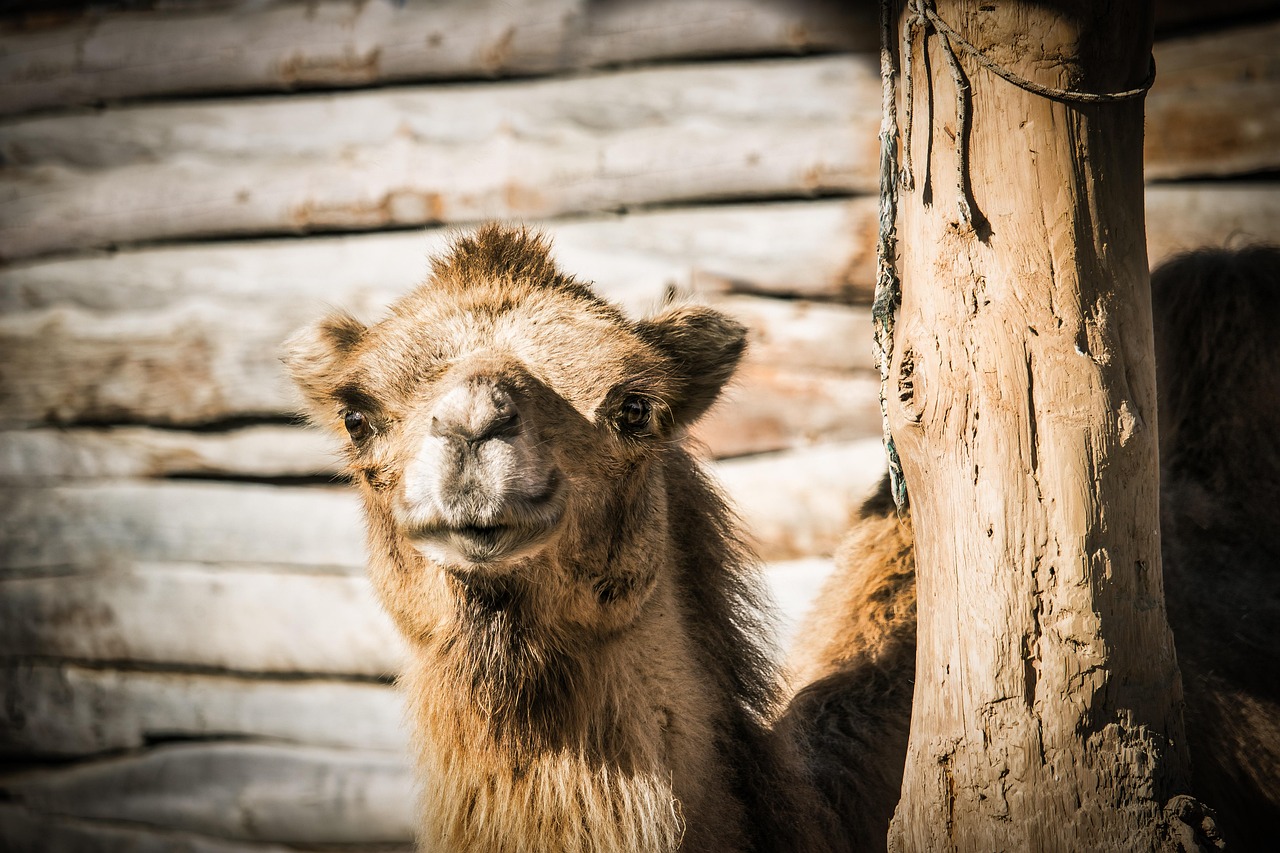 Camello Dromedario Desierto - Foto gratis en Pixabay - Pixabay