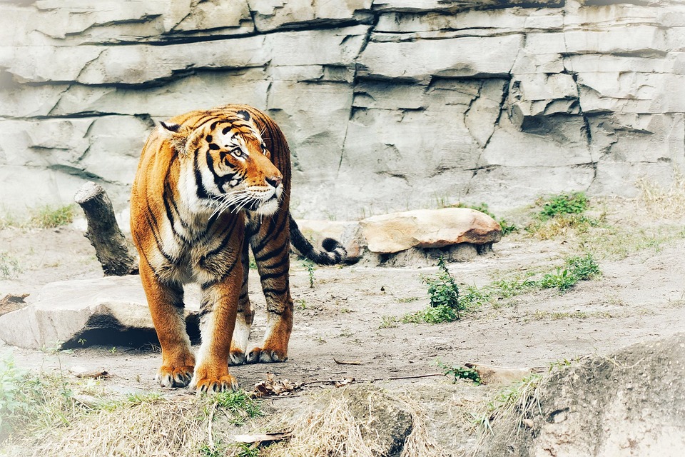 Tiger Animal Asia - Free photo on Pixabay