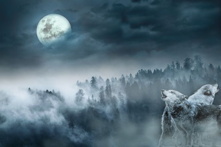 4,000+ Free Lobas & Wolf Images - Pixabay