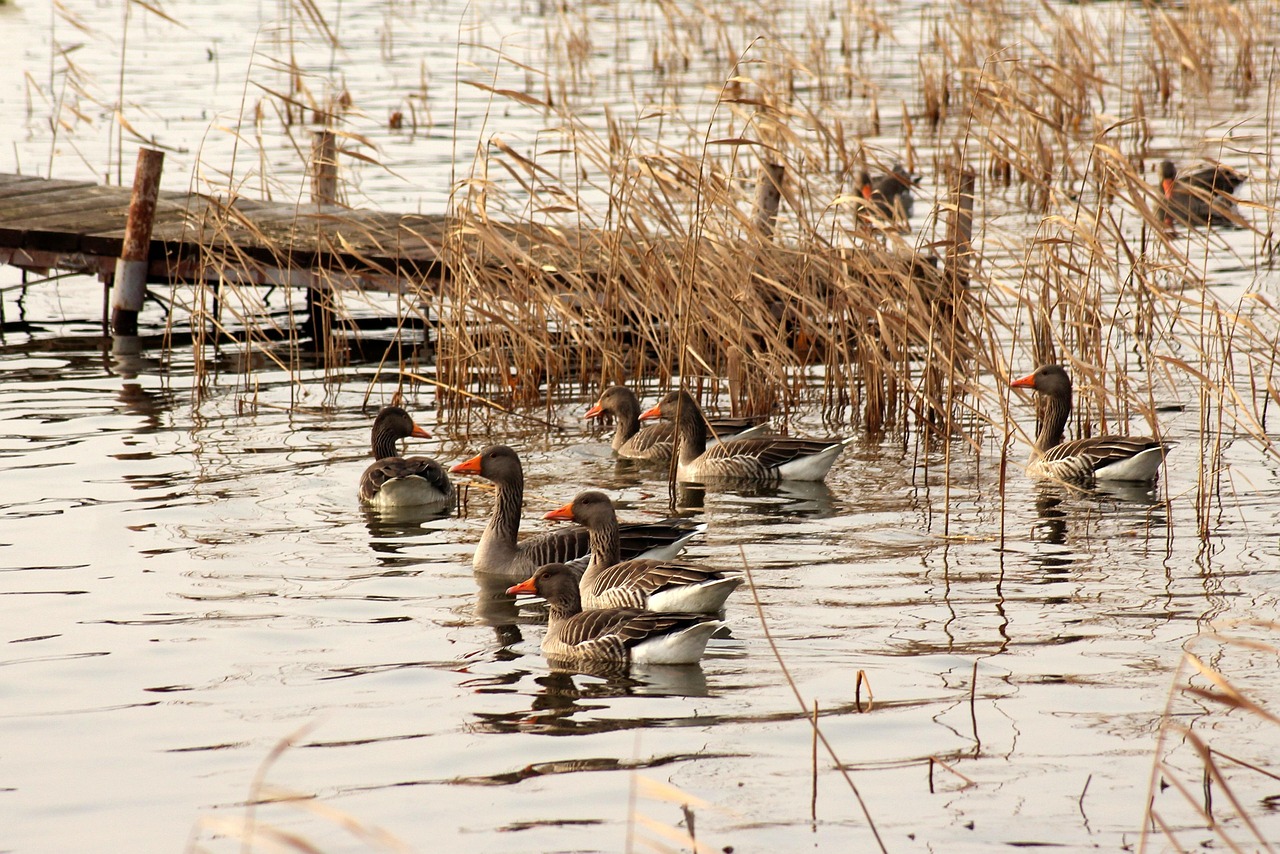 Goose Grey The Wild Geese - Free photo on Pixabay - Pixabay