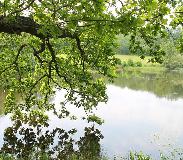 Bosque Agua Paisaje - Foto gratis en Pixabay - Pixabay