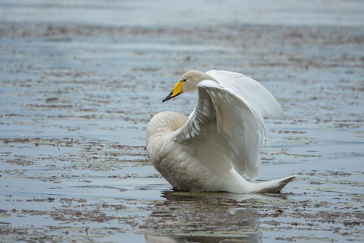 100+ Free Angel Birds & Angel Images - Pixabay