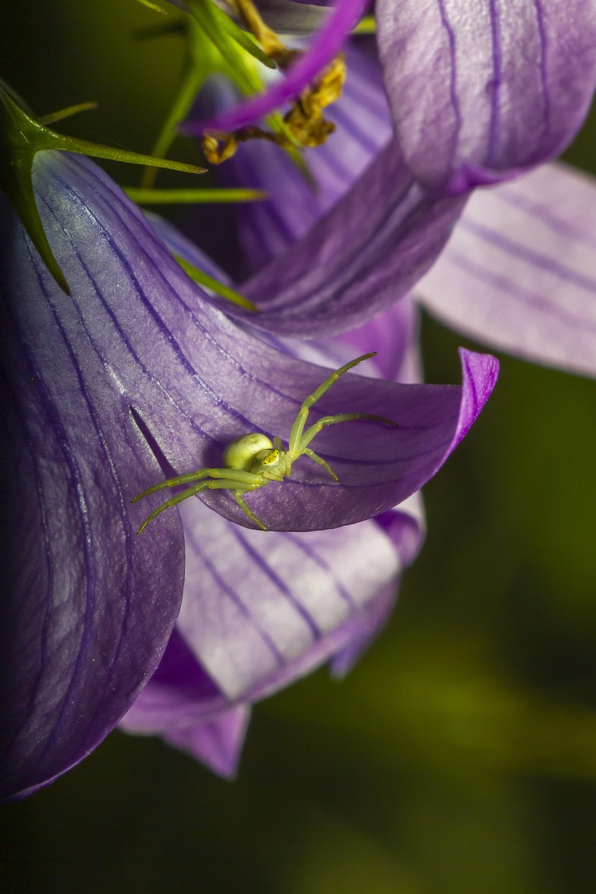 1,000+ Free Single Flower & Nature Images - Pixabay