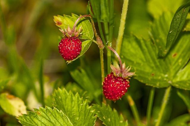 Wild Strawberry Fruit Red - Free photo on Pixabay - Pixabay