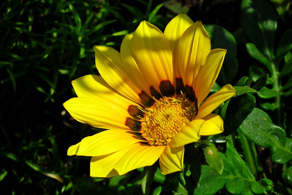 Gazania Flower Yellow - Free photo on Pixabay - Pixabay