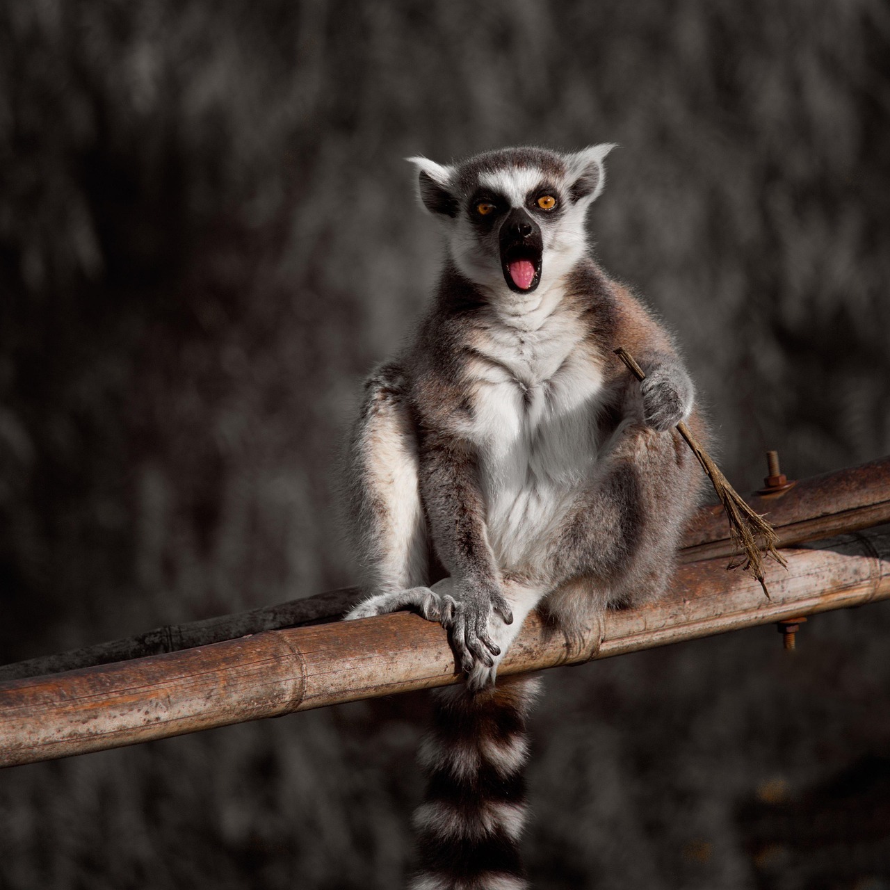 Lemur Monyet Hewan - Foto gratis di Pixabay - Pixabay
