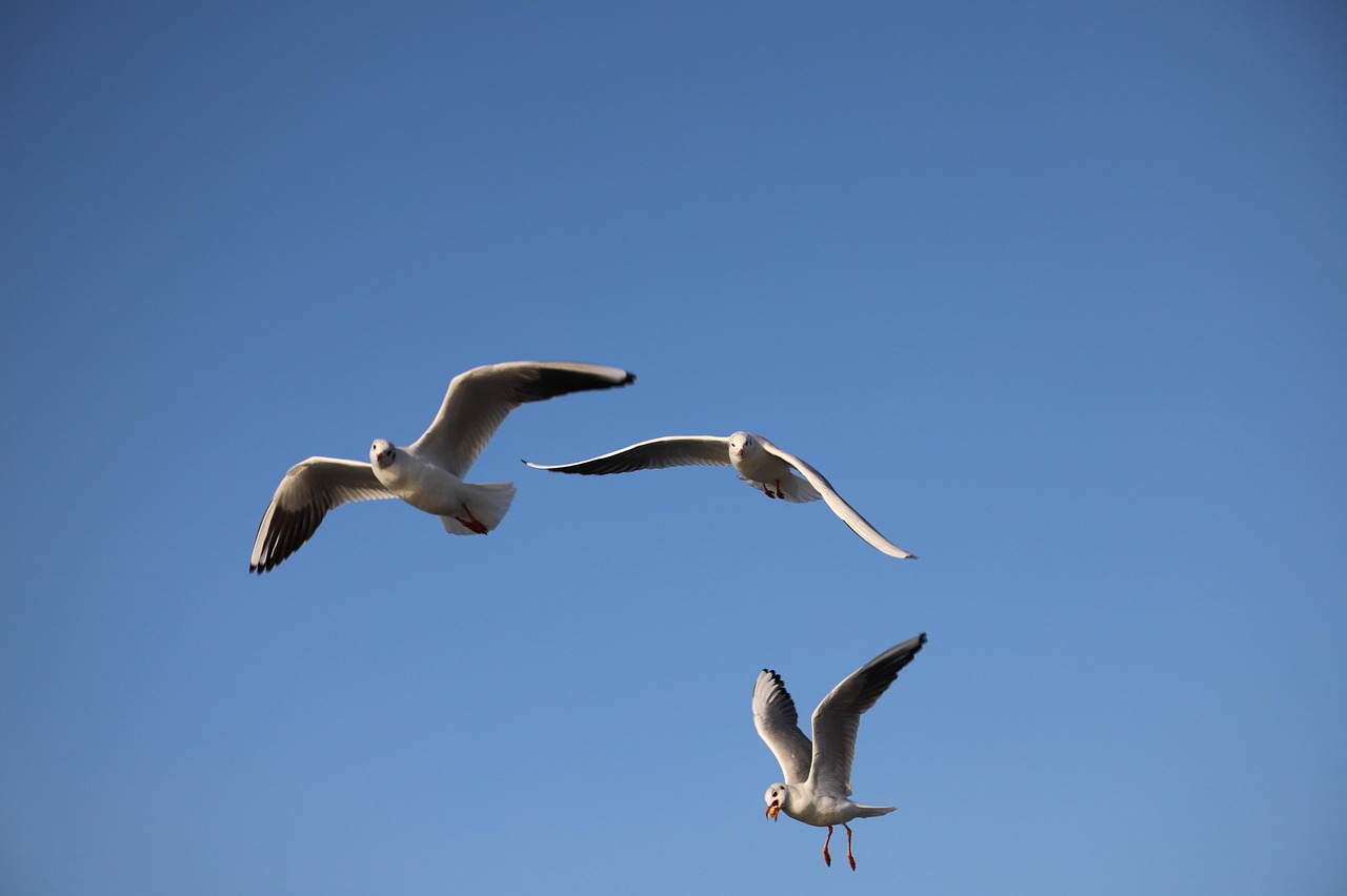 Seagulls Seagull Sky - Free photo on Pixabay - Pixabay