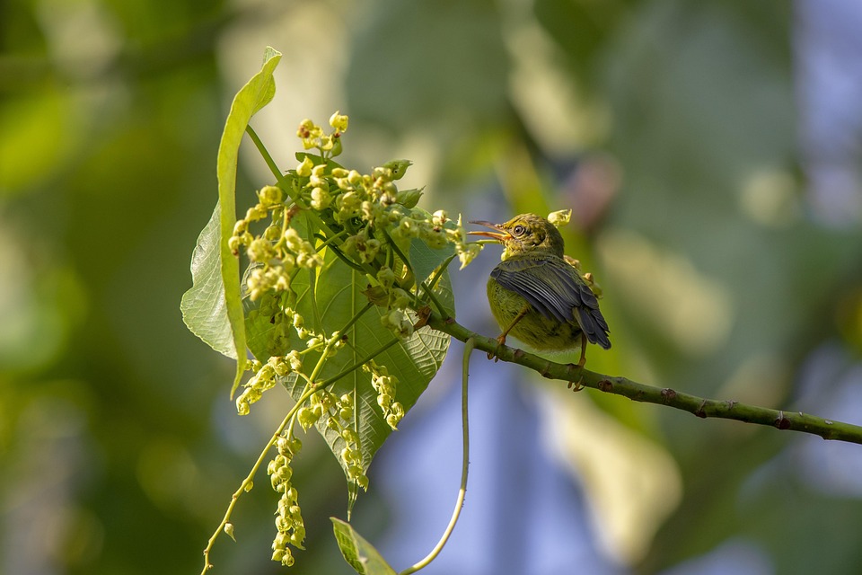 Oiseau Nature Faune - Photo gratuite sur Pixabay