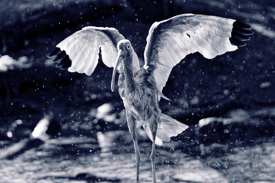 Ibis Eudocimus Ruber Skarlet - Gratis foto på Pixabay - Pixabay