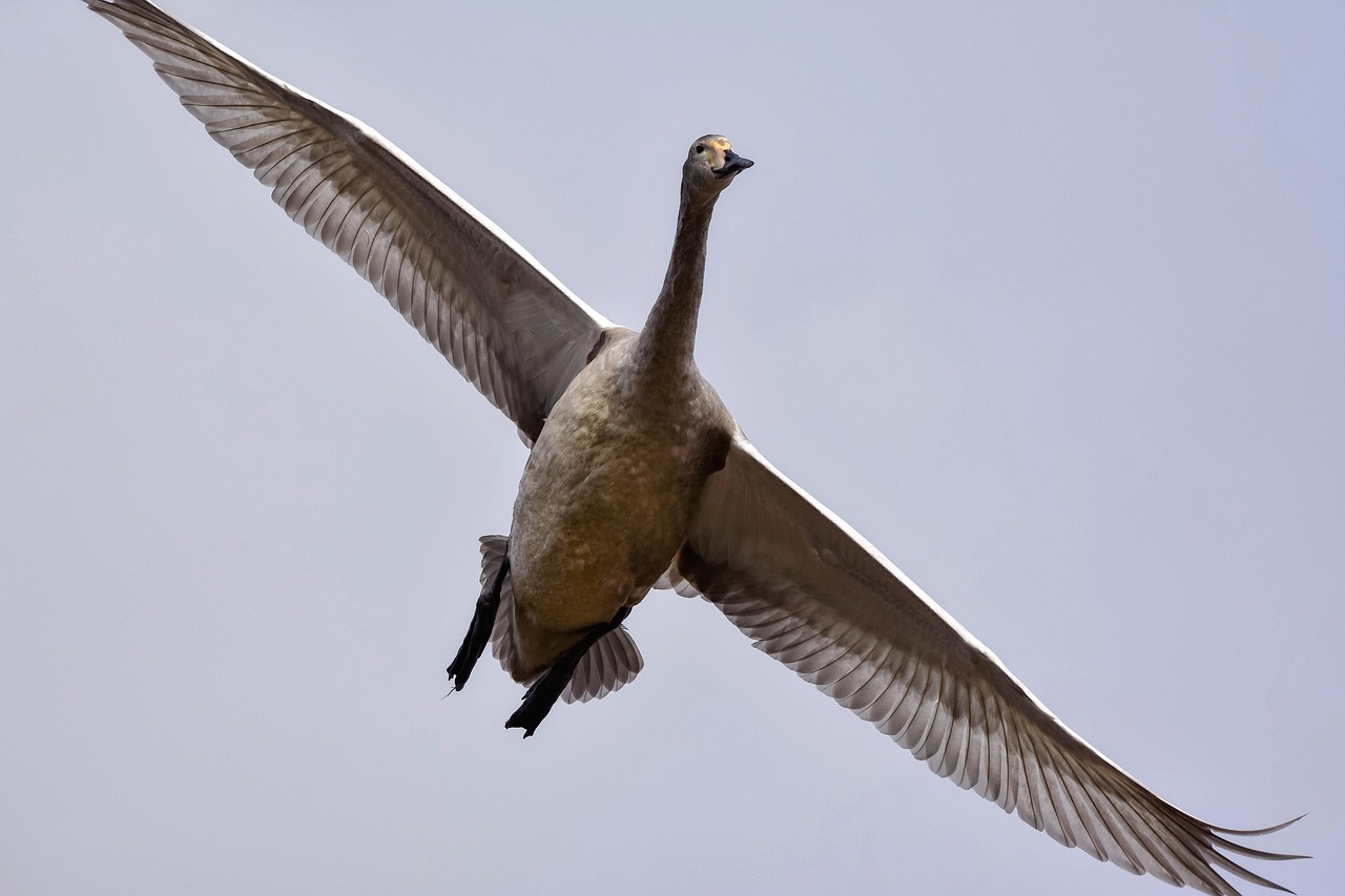 Animal Cielo Pájaro Ave - Foto gratis en Pixabay - Pixabay