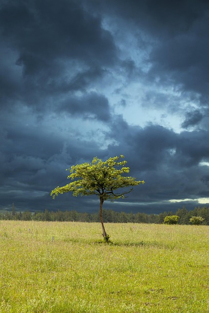 Photoshop Pohon Lanskap - Foto gratis di Pixabay
